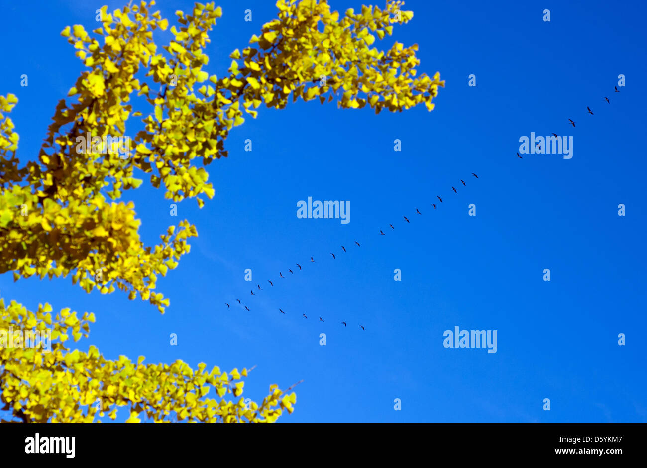 Yellow Ginko leaves are pictured before a blue sky in Briesen, Germany ...