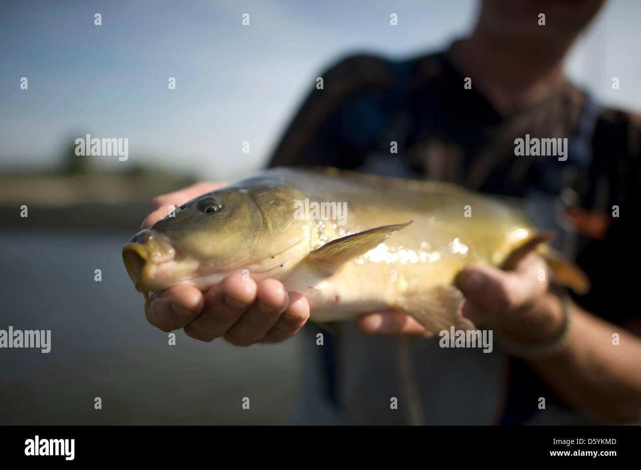 Lindner food hi-res stock photography and images - Alamy