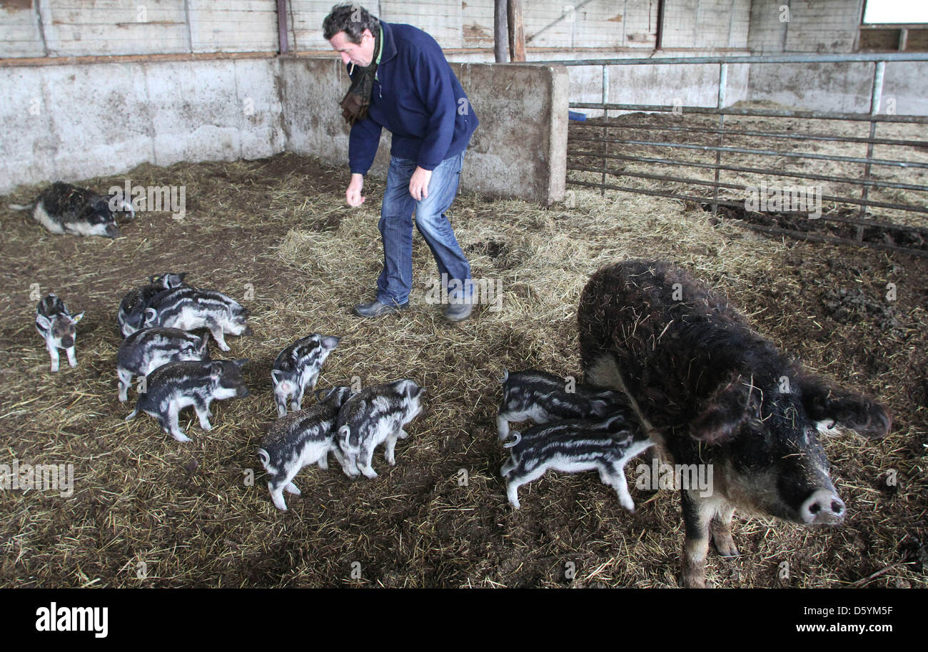 Wool pigs or Mangalica pigs are becoming very populair now in the ...