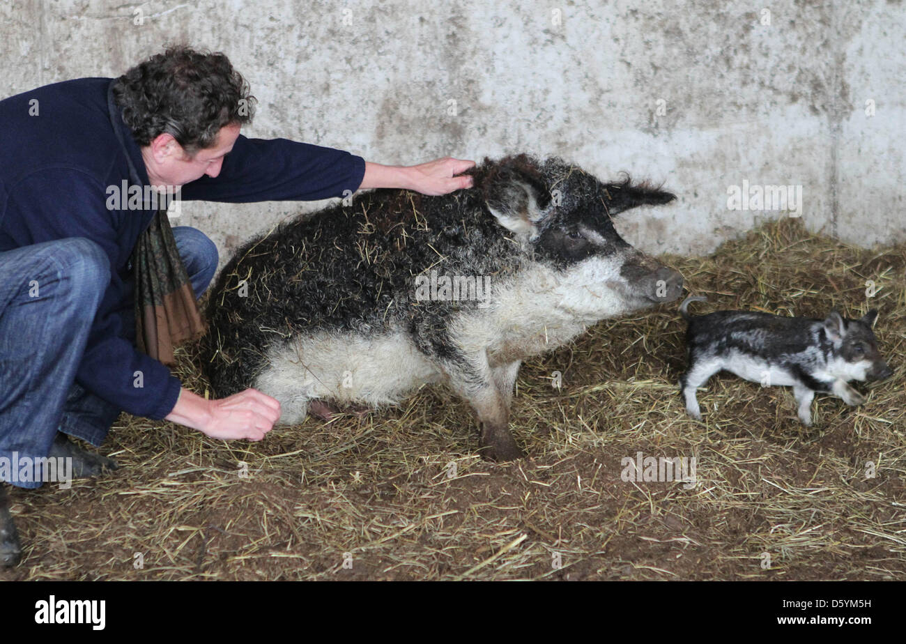 Wool pigs or Mangalica pigs are becoming very populair now in the ...