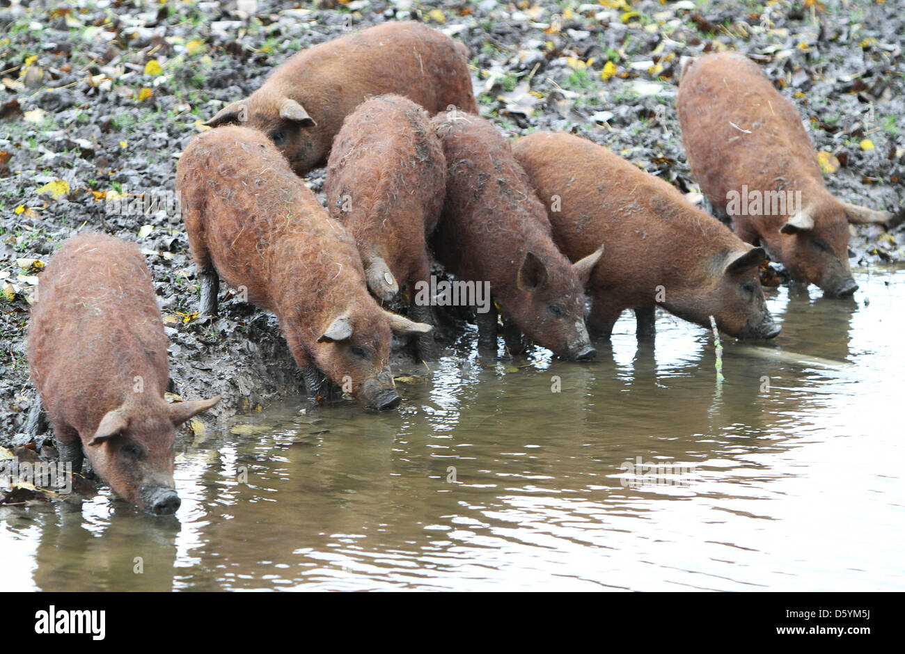 Wool pigs or Mangalica pigs are becoming very populair now in the ...
