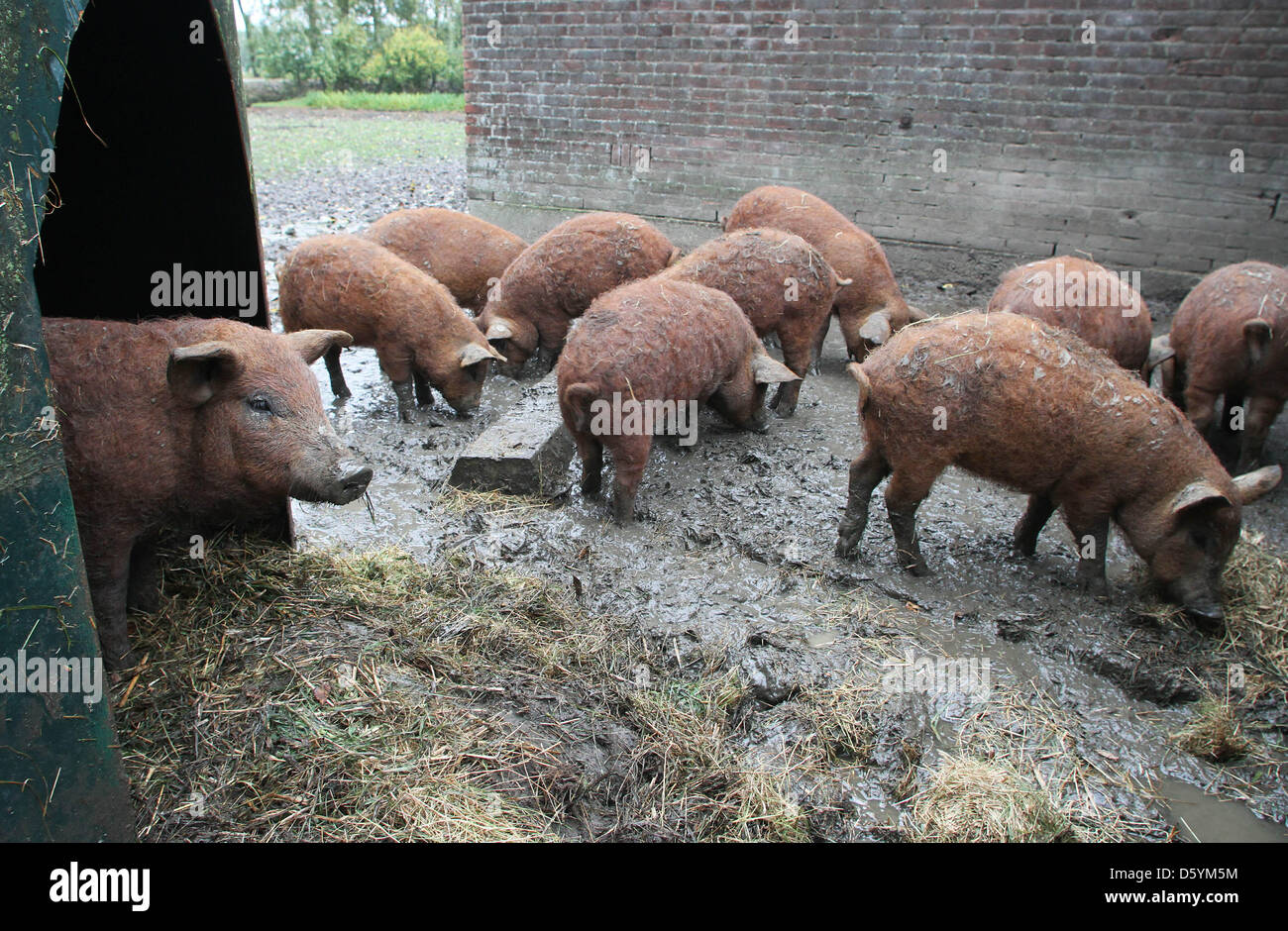 Wool pigs High Resolution Stock Photography and Images - Alamy