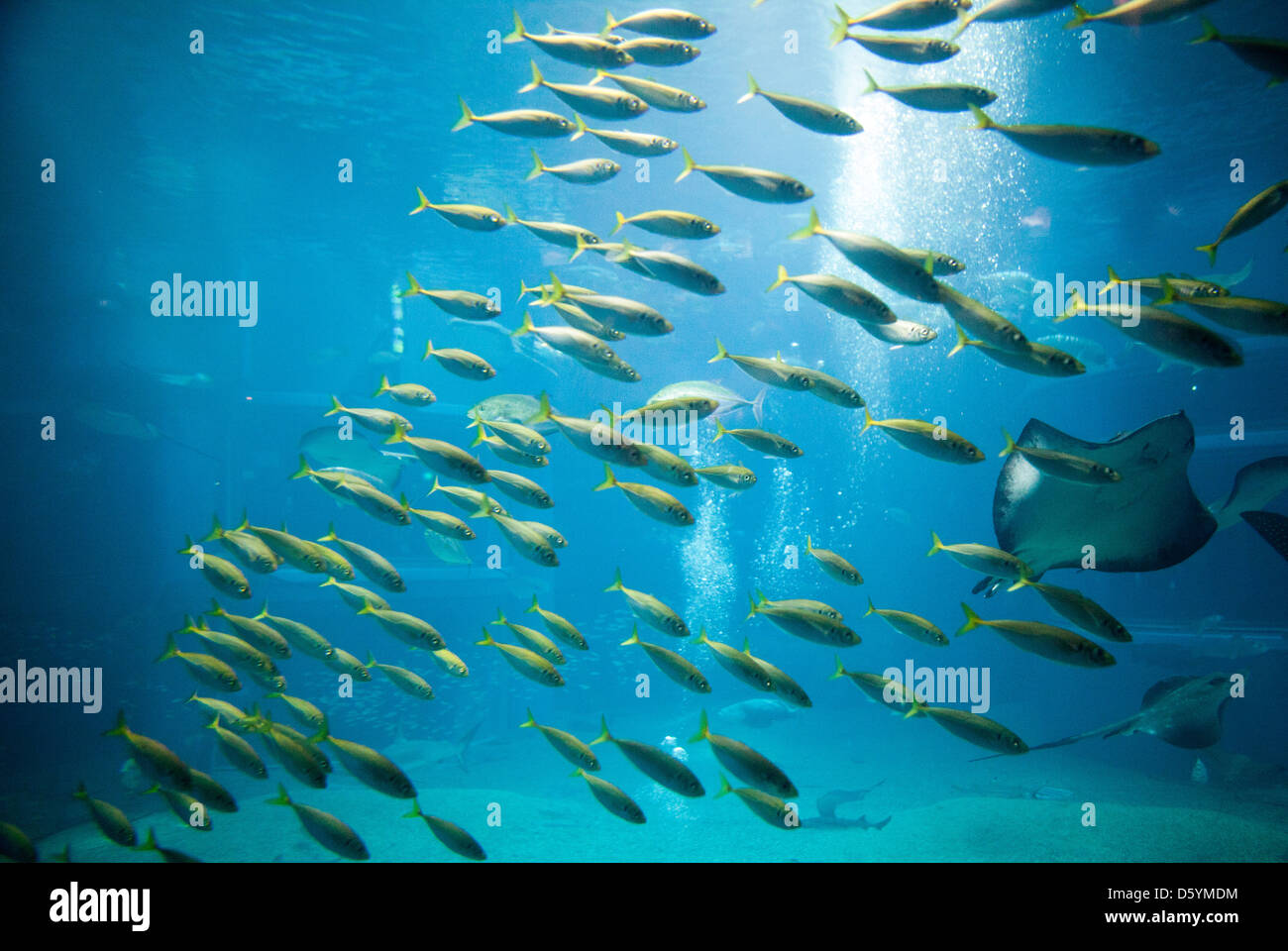 School of stingrays hi-res stock photography and images - Alamy