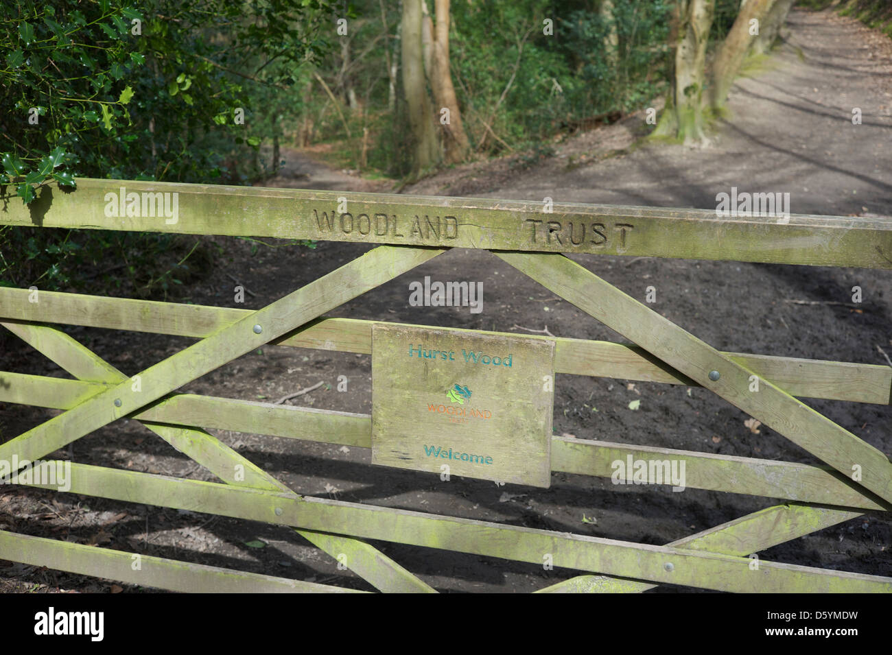 Woodland Trust own Hurst Wood in Tunbridge Wells, Kent, England Stock ...