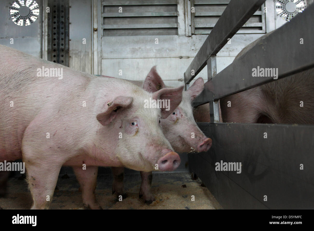 All 16 pigs survived a livestock transport accident in Bogel, Germany ...