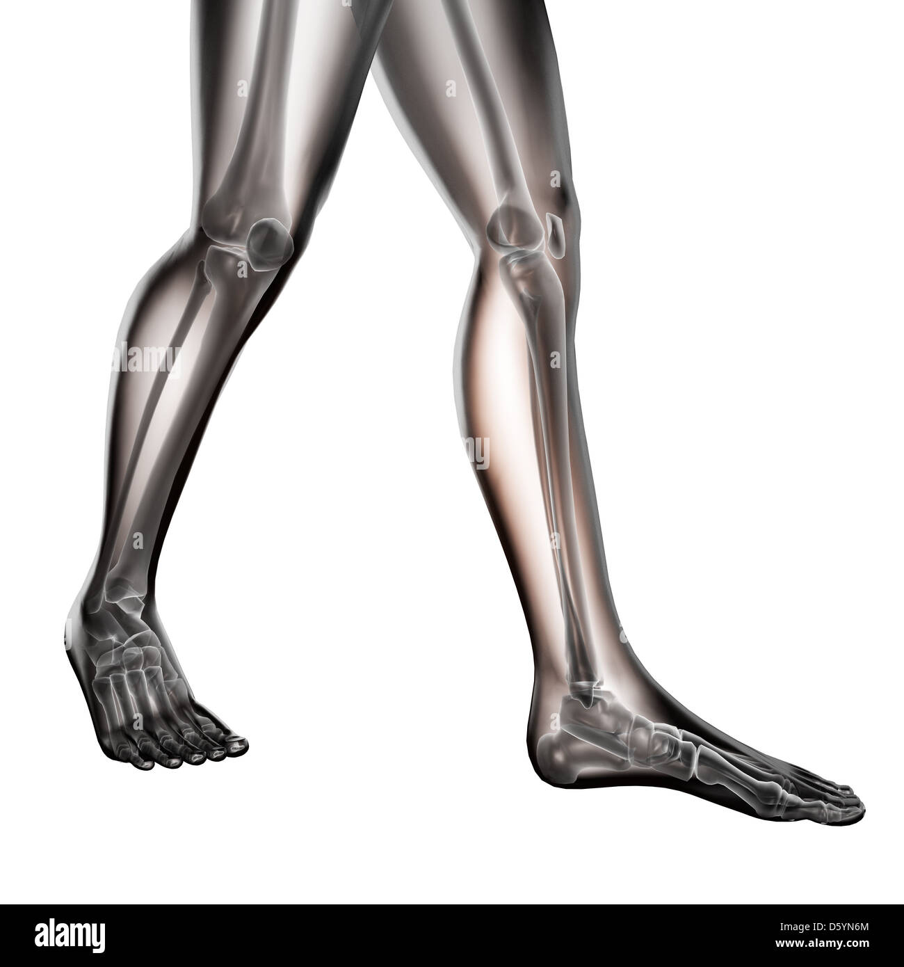 human radiography scan Stock Photo - Alamy