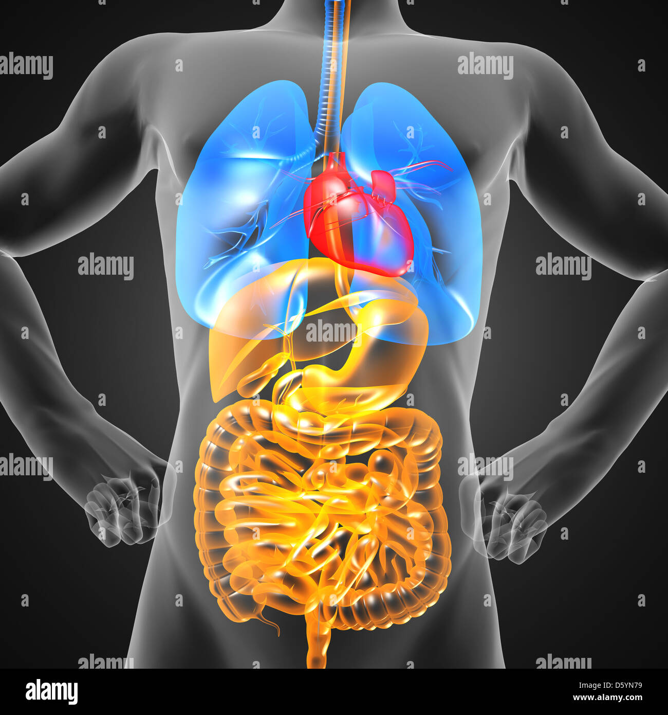 Human Entrails Radiography Scan High Resolution Stock Photography and ...