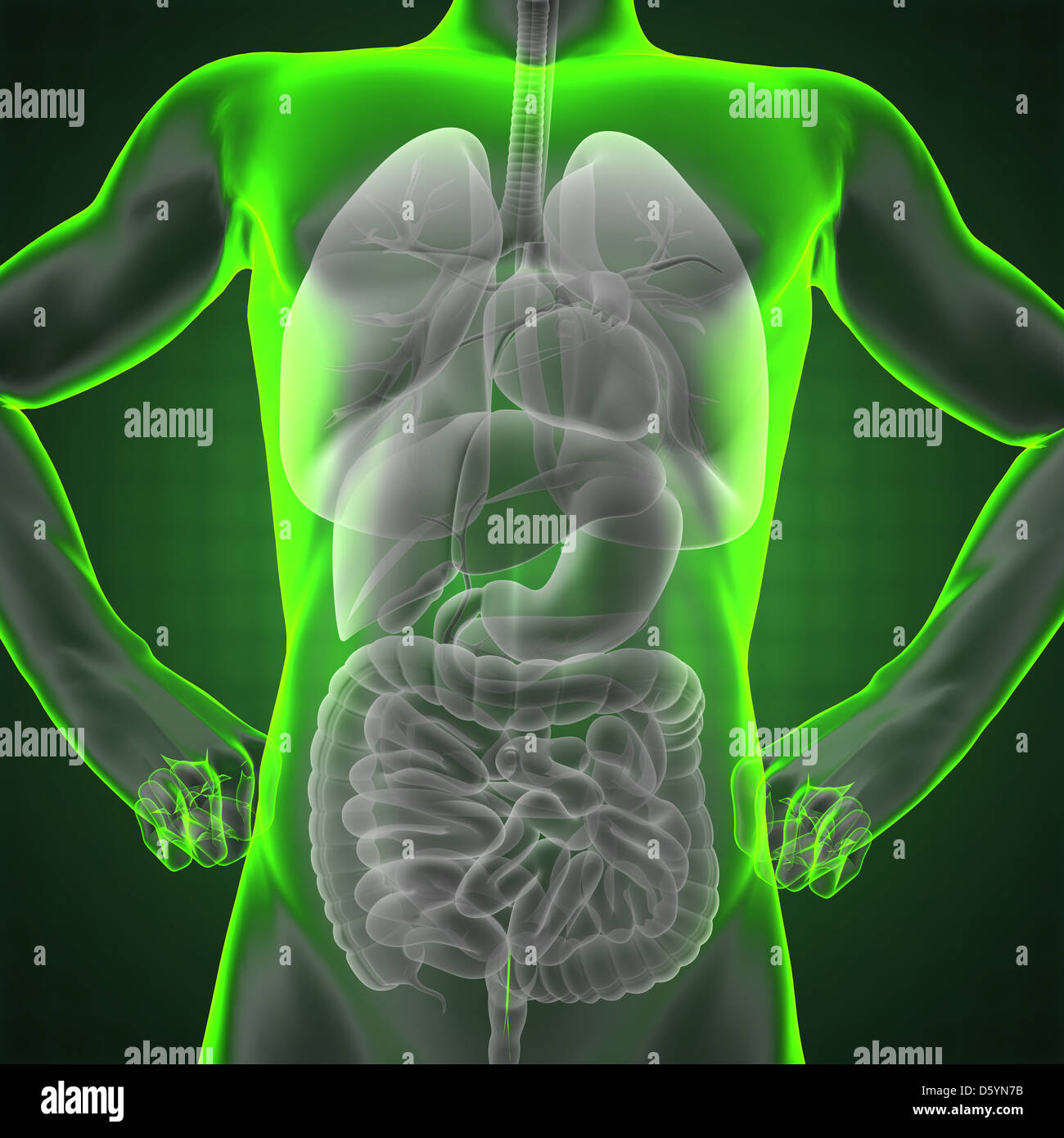 human entrails radiography Stock Photo - Alamy