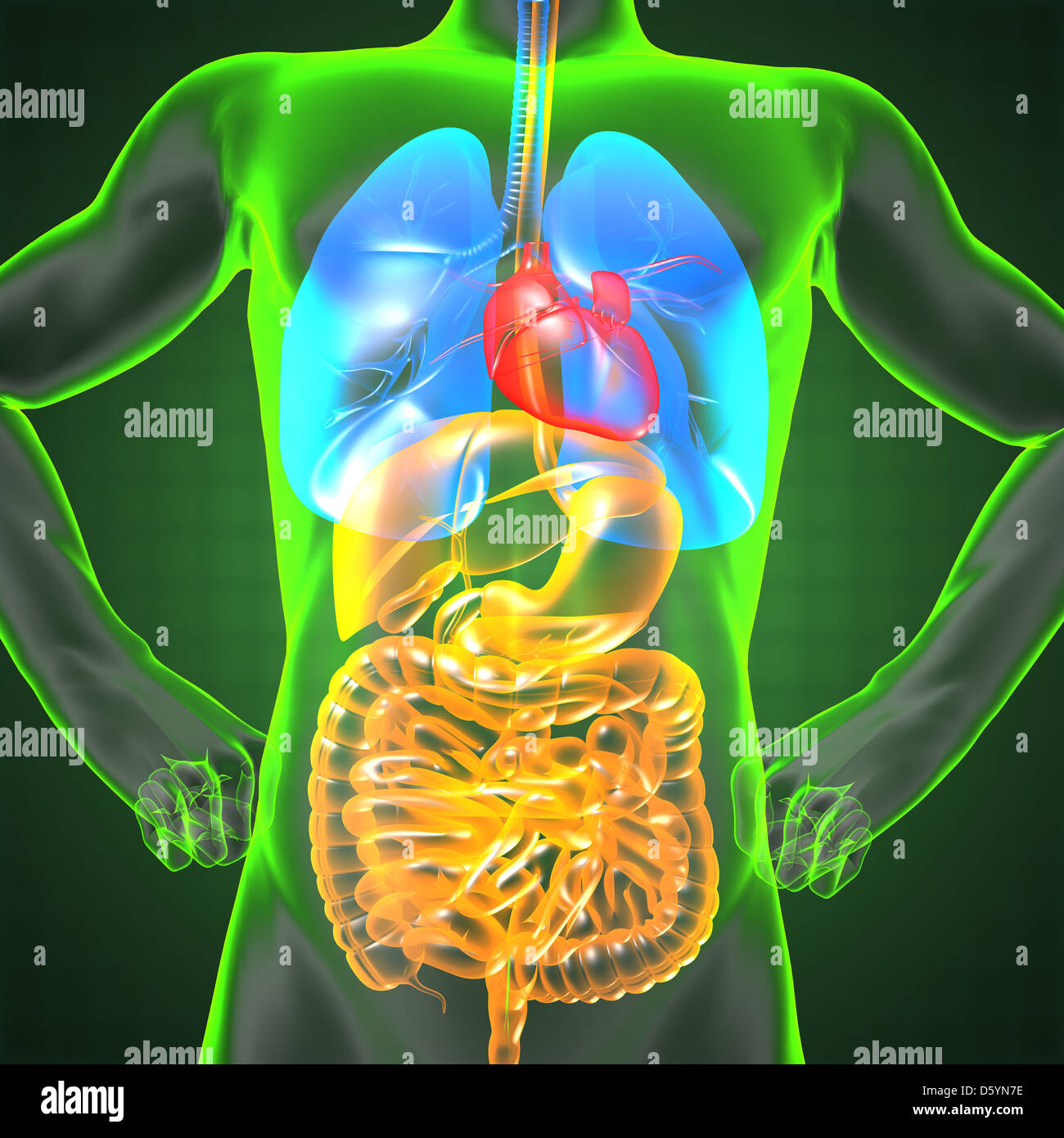human entrails radiography Stock Photo - Alamy