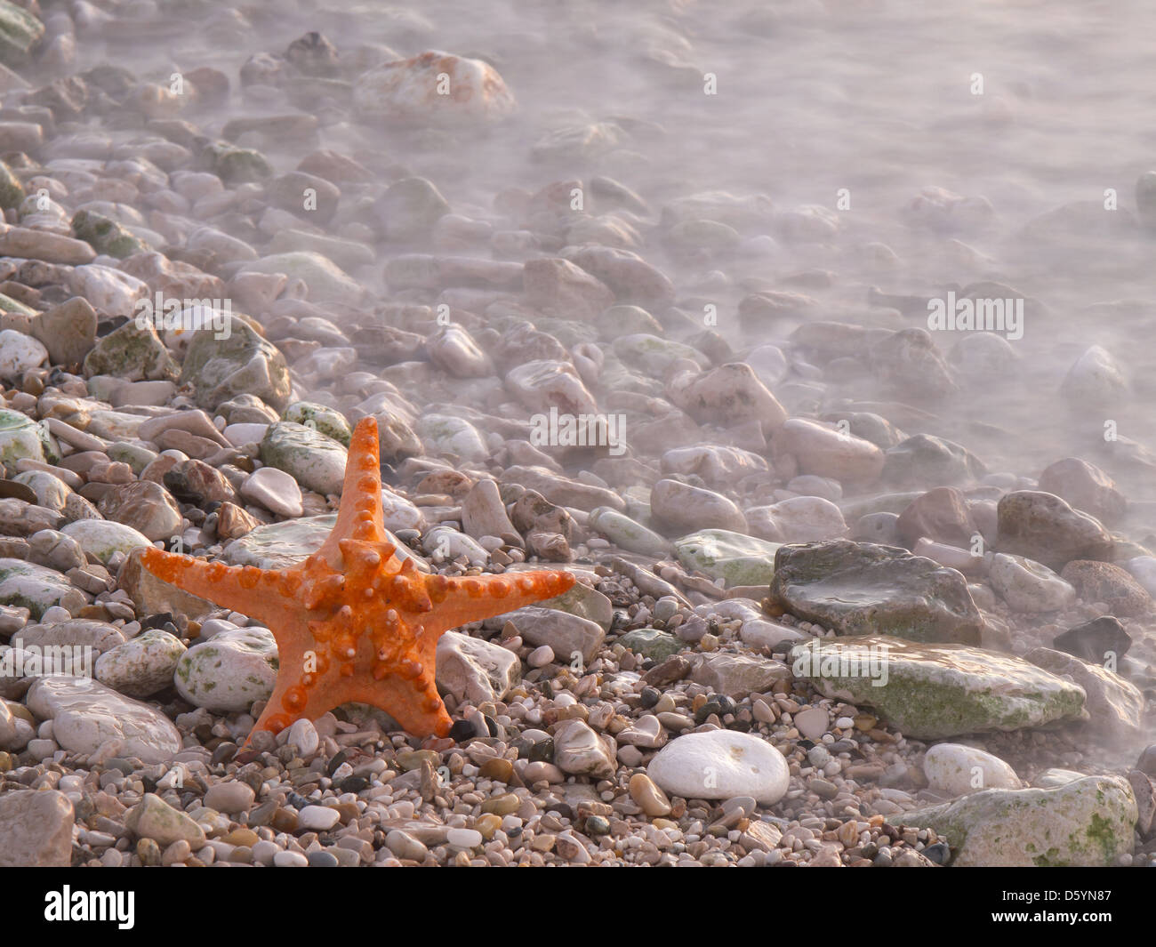 Starfish at sunset hi-res stock photography and images - Alamy