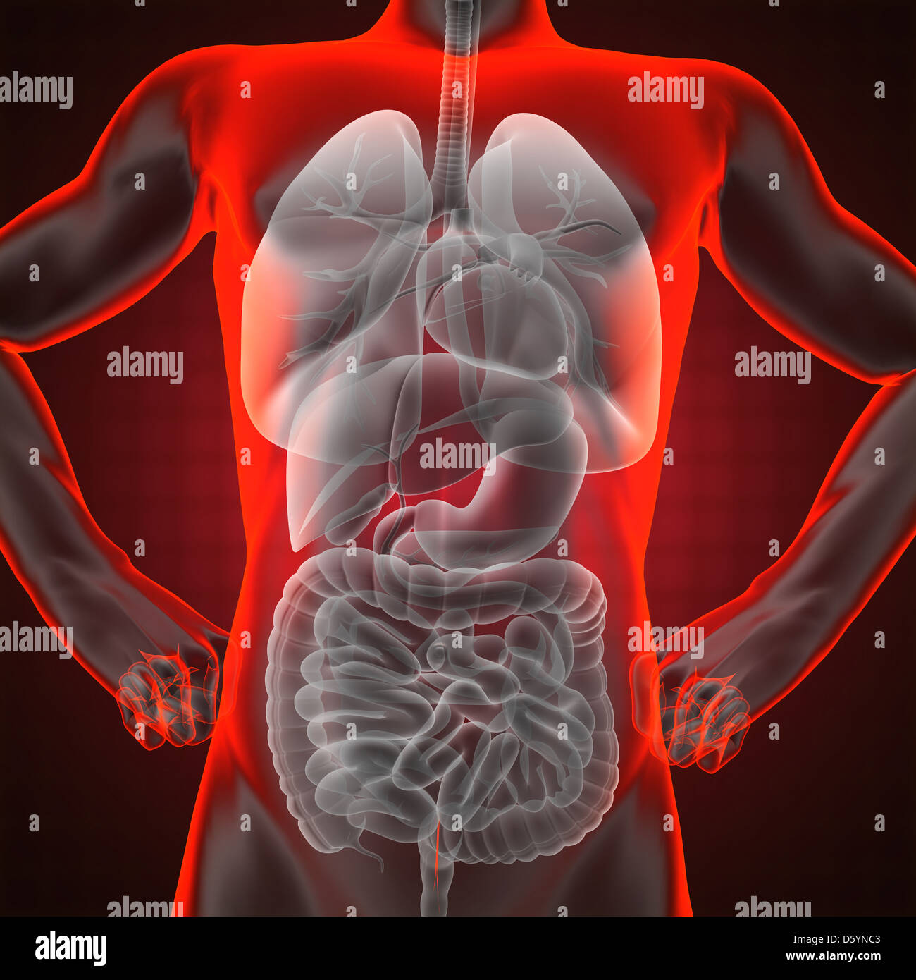 Human Entrails Radiography Scan High Resolution Stock Photography and Images - Alamy