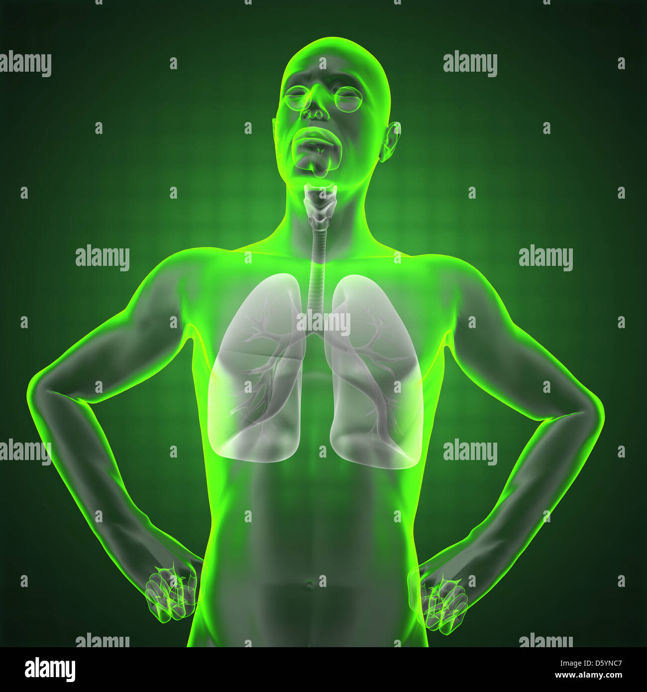 human chest radiography Stock Photo - Alamy