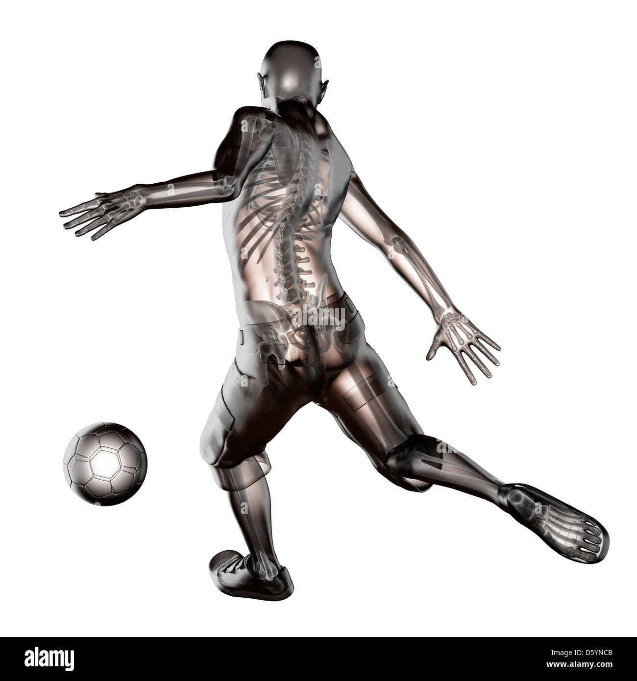 Anatomi Cut Out Stock Images & Pictures - Alamy