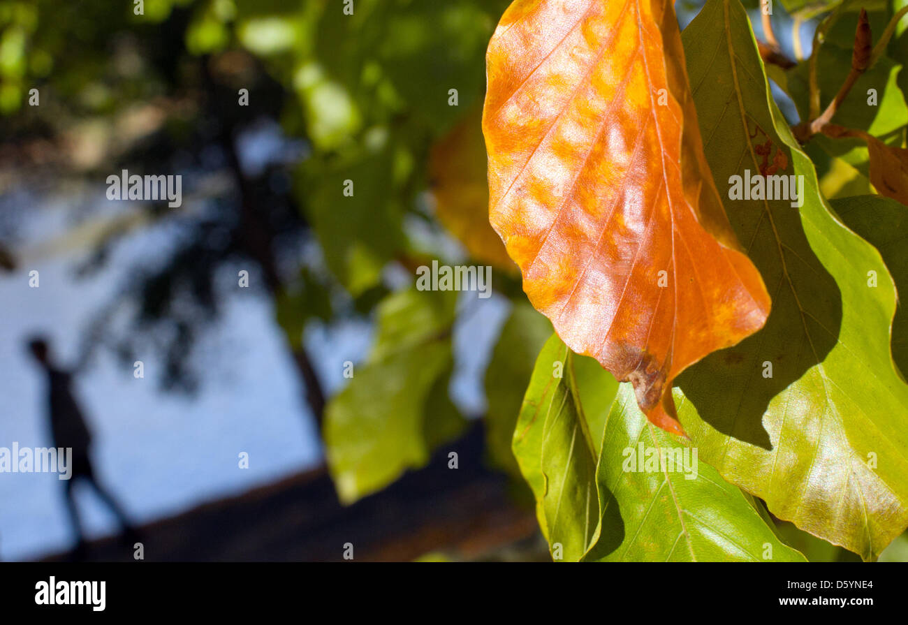Trees in their autumn foliage are pictures at lake Aasee in Muenster ...