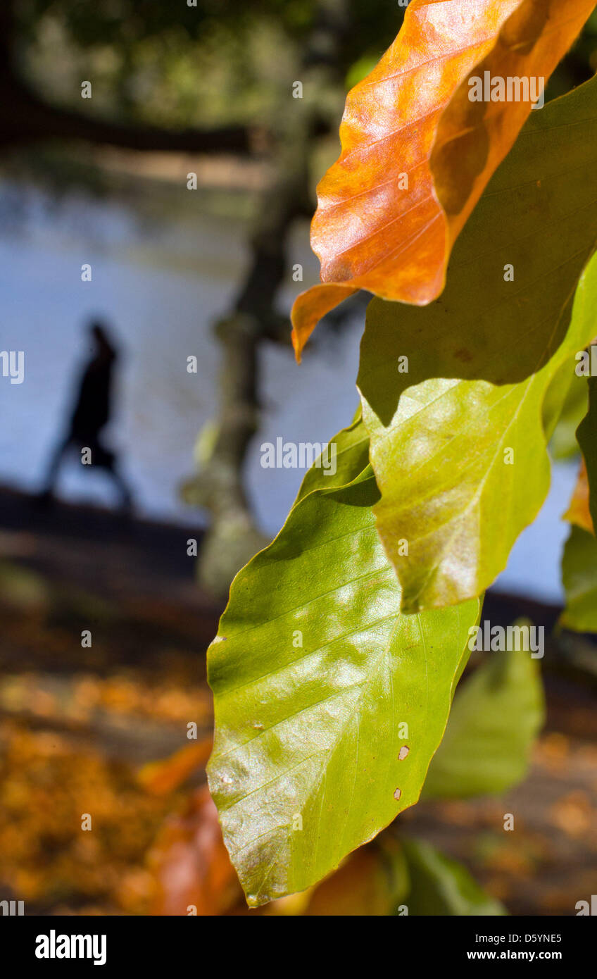 Trees in their autumn foliage are pictures at lake Aasee in Muenster ...
