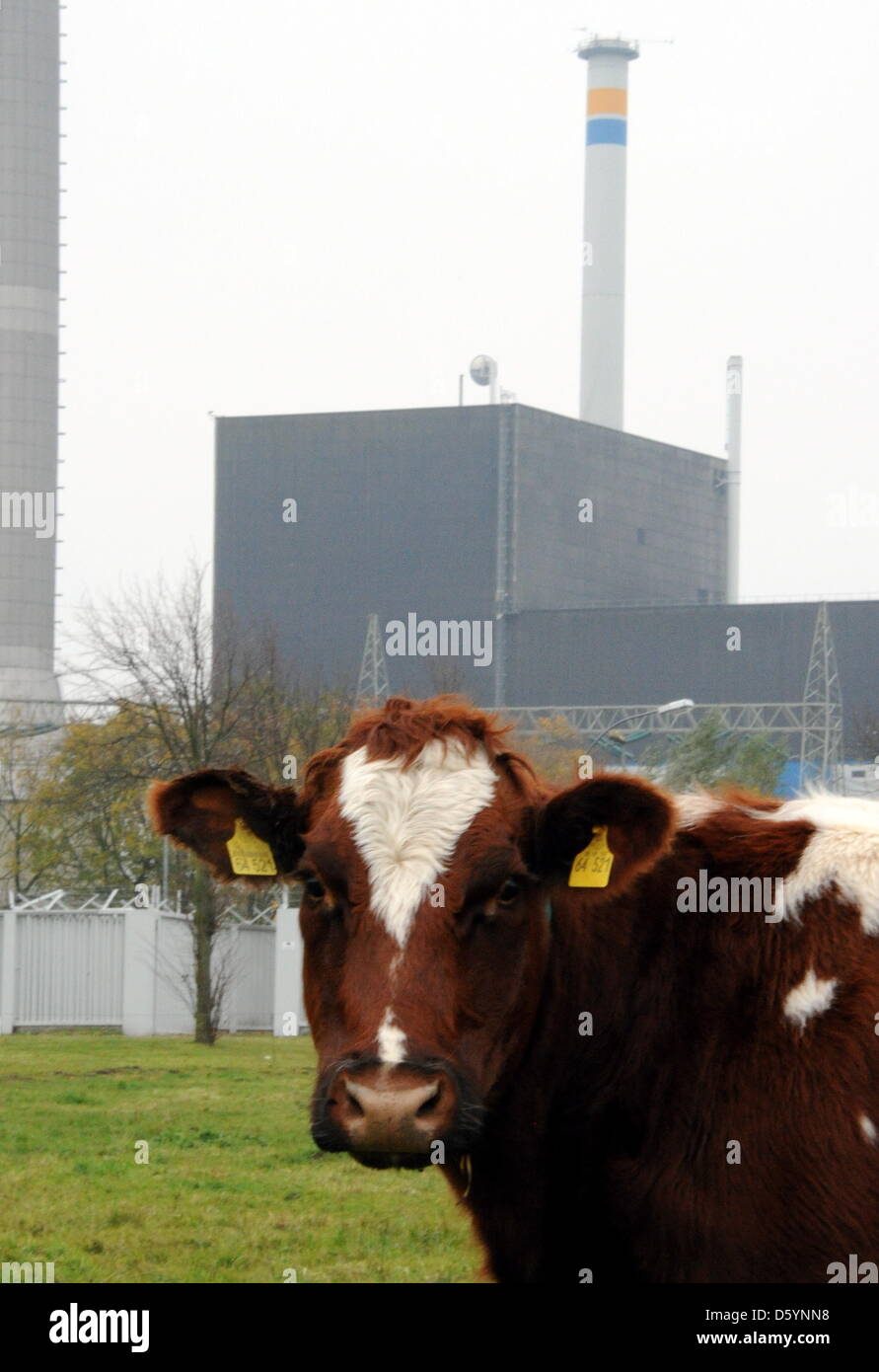 Cows stand on a field in front of the nuclear power plant Brunsbuettel ...
