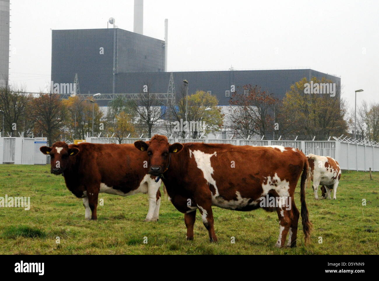 Politics cows hi-res stock photography and images - Alamy