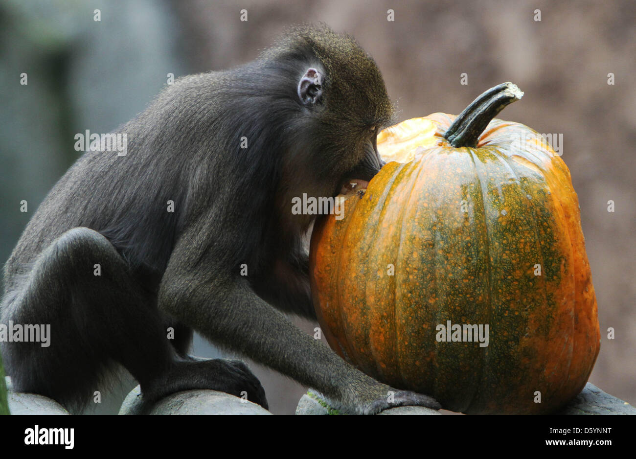 Mandrills enjoy Halloween pumpkins at Ouwehands Zoo in Rhenen ...