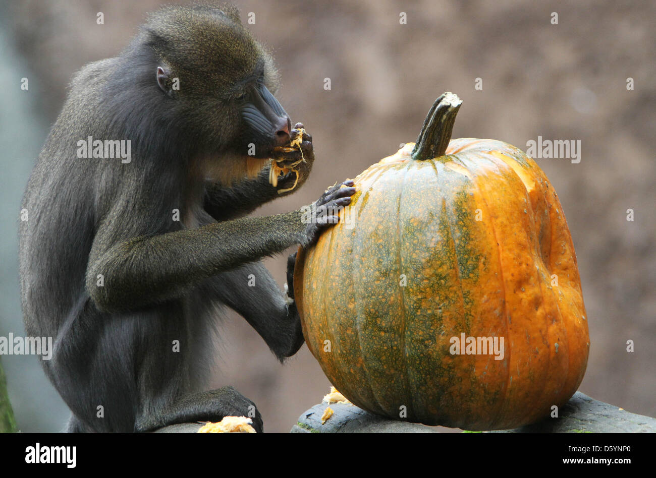 Mandrills enjoy Halloween pumpkins at Ouwehands Zoo in Rhenen ...