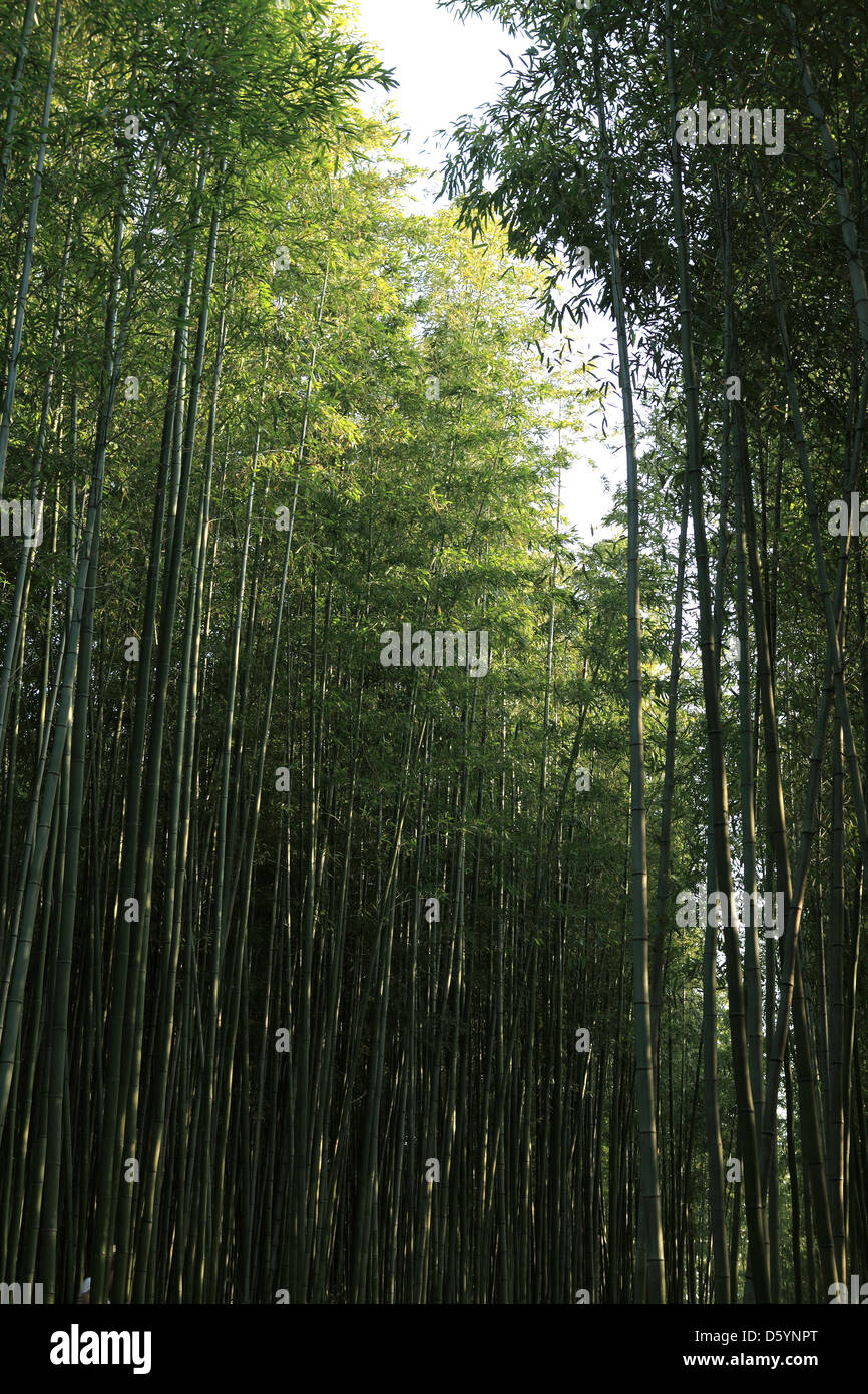 Juknokwon forest hi-res stock photography and images - Alamy