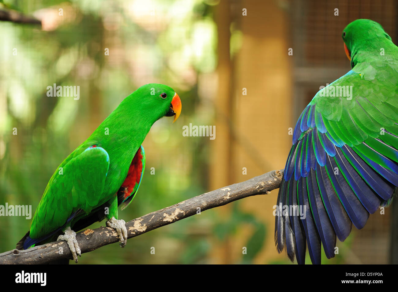 Eclectus parrots hi-res stock photography and images - Alamy