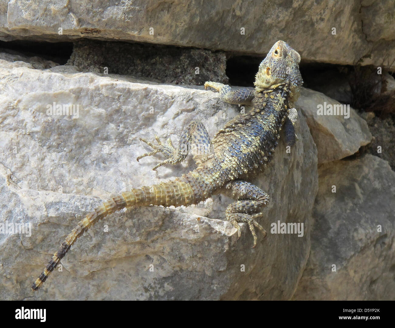 A star lizard (Laudakia stellio) sits on a rock in Dalyan, Turkey, 02 ...