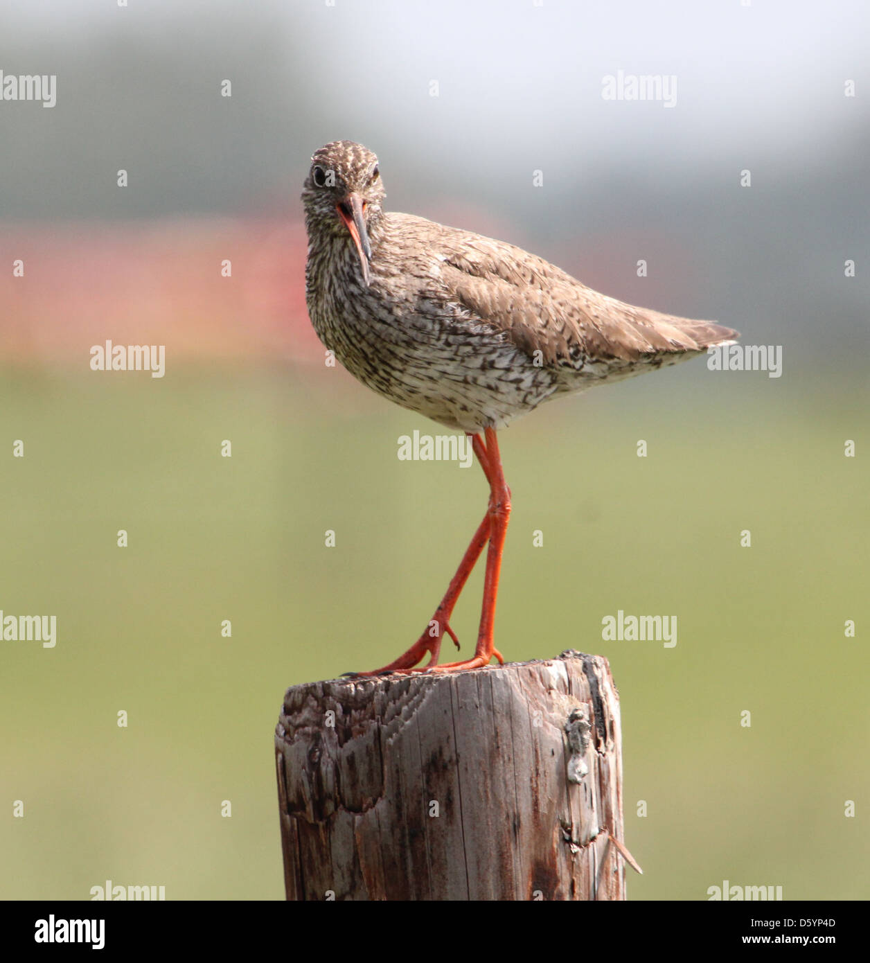 Detailed close-up of a Common Redshank (Tringa totanus) posing on a ...