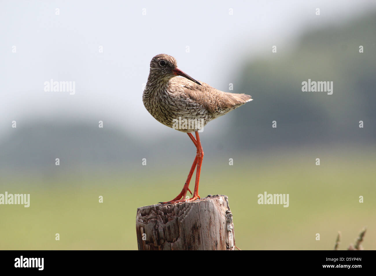 Detailed close-up of a Common Redshank (Tringa totanus) posing on a ...