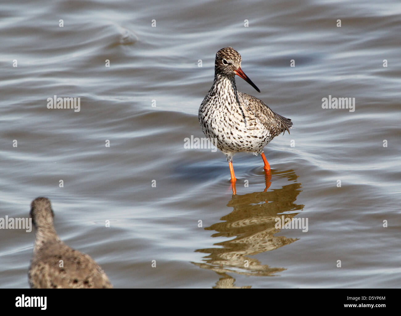 European Common Redshanks (Tringa totanus) foraging Stock Photo - Alamy