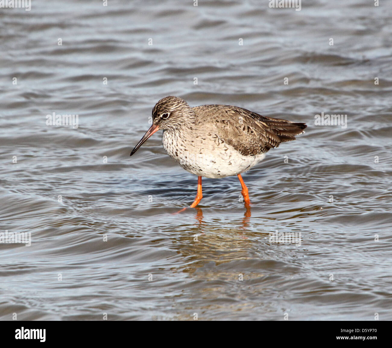 European Common Redshank (Tringa totanus Stock Photo - Alamy