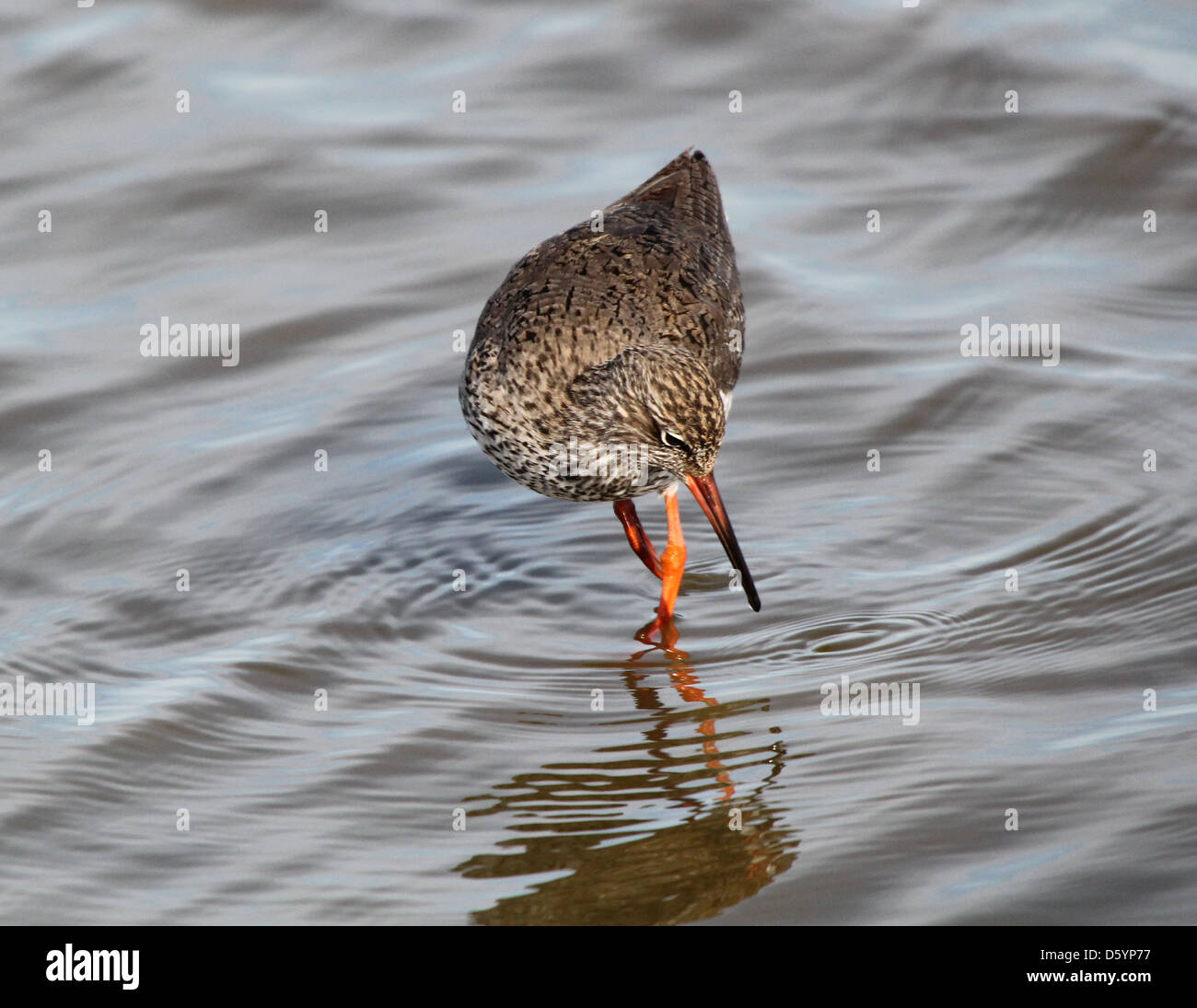 European Common Redshank (Tringa totanus) walking and foraging on the ...