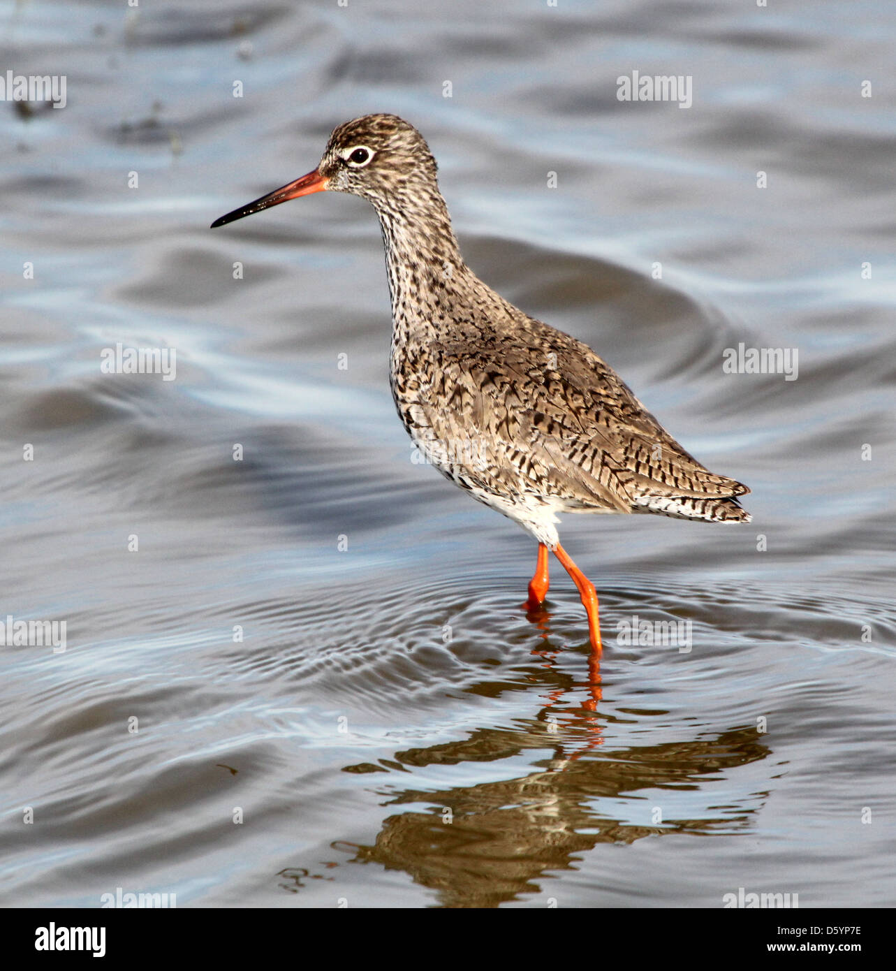 European Common Redshank (Tringa totanus) foraging at low tide near the ...
