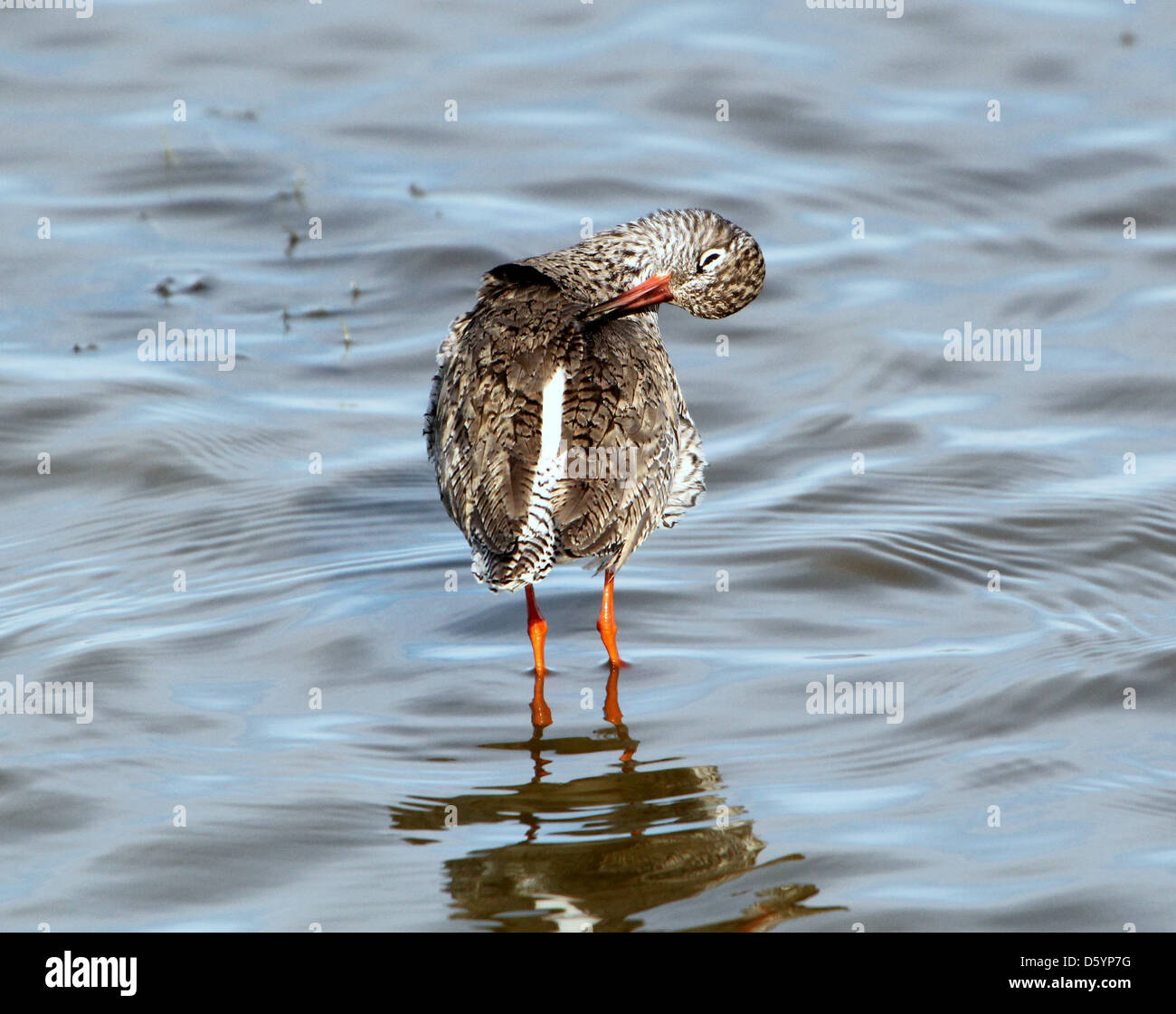 European Common Redshank (Tringa totanus) preening his feathers Stock ...