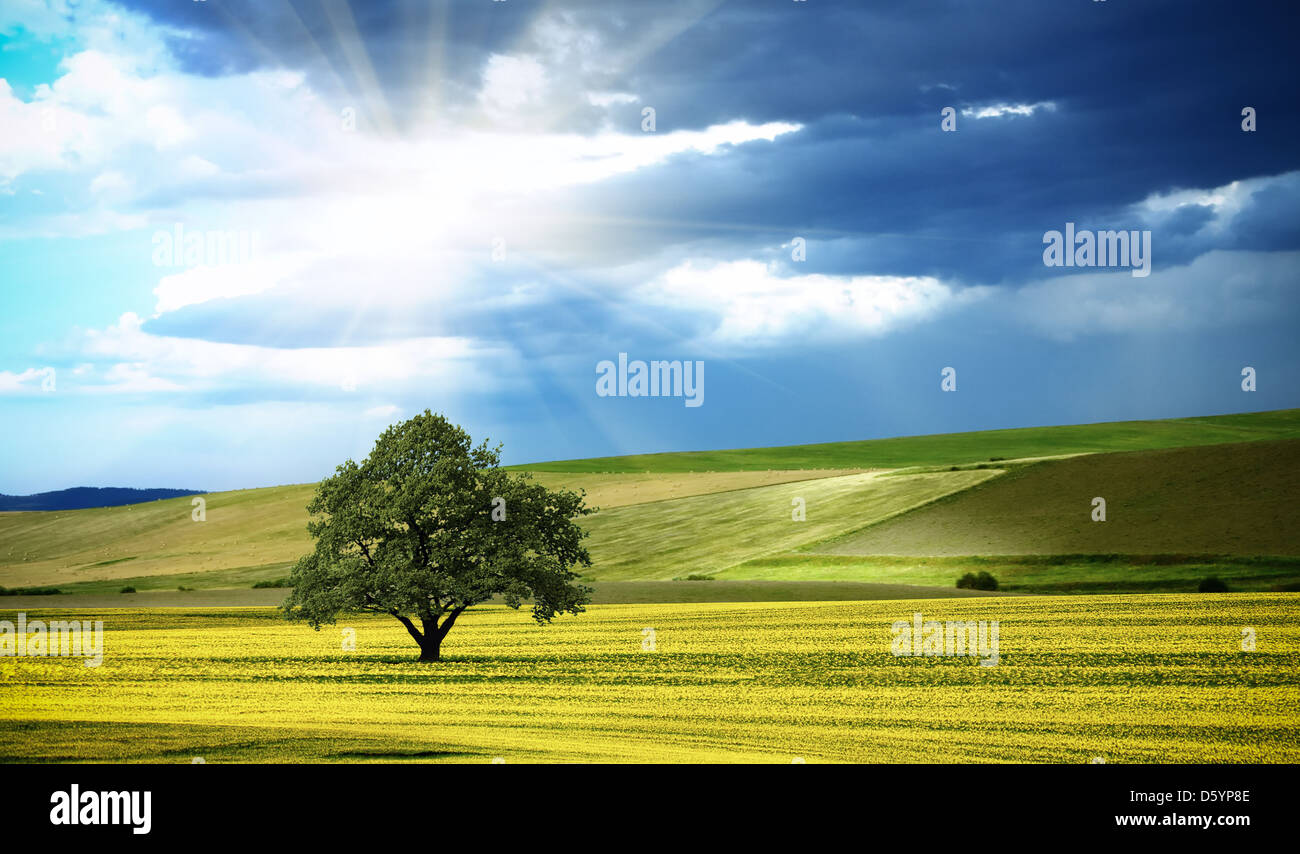 Sunny panorama of nature Stock Photo - Alamy