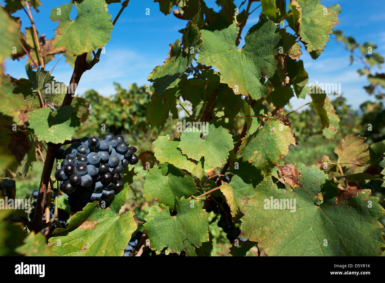 A bunch of grapes are attached to a grapevine in Seguret, France, 30 ...