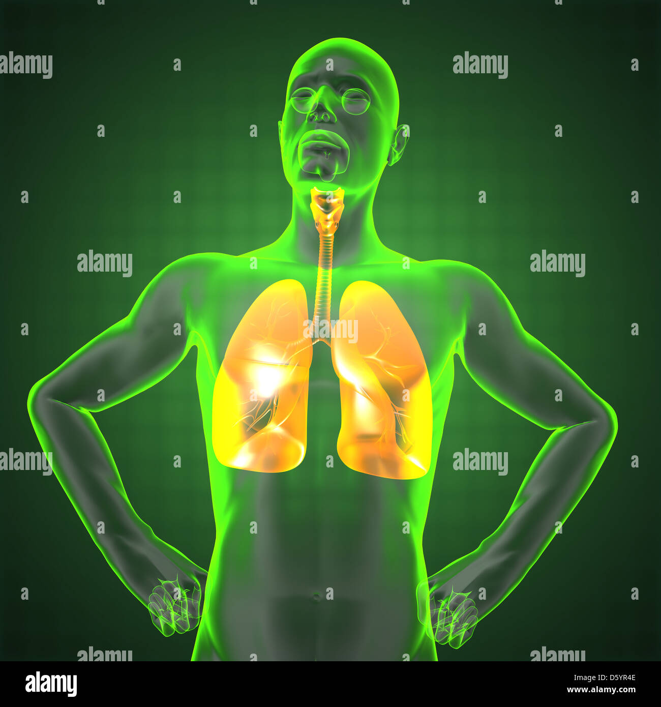 human chest radiography Stock Photo - Alamy