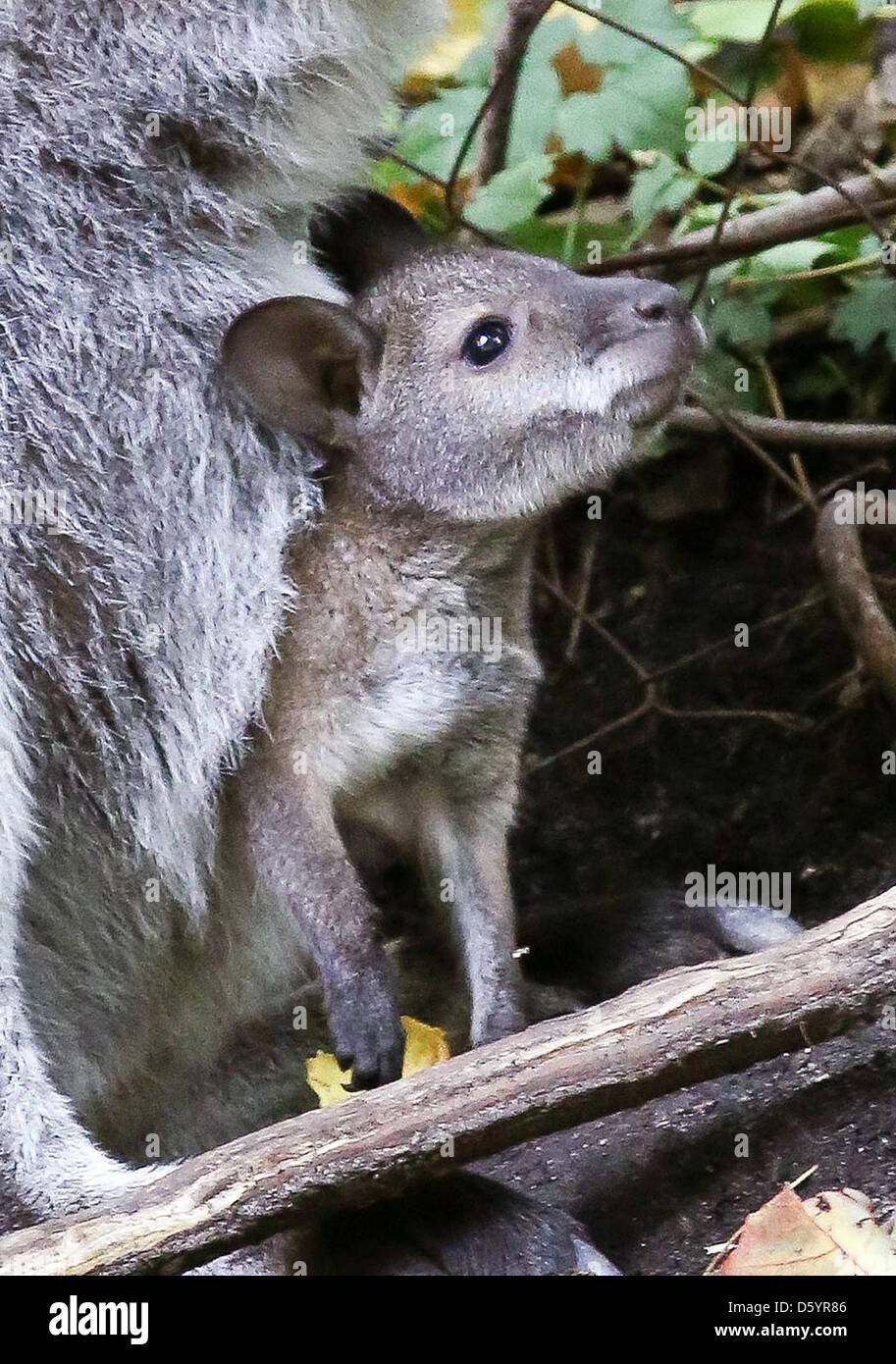 A 6-months old kangaroo baby puts his head out of the pocket of its 3 ...