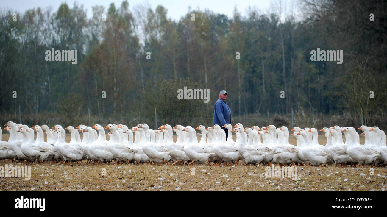 Geese walk past keeper Michael Warnke at a meadow of a poultry farm in ...