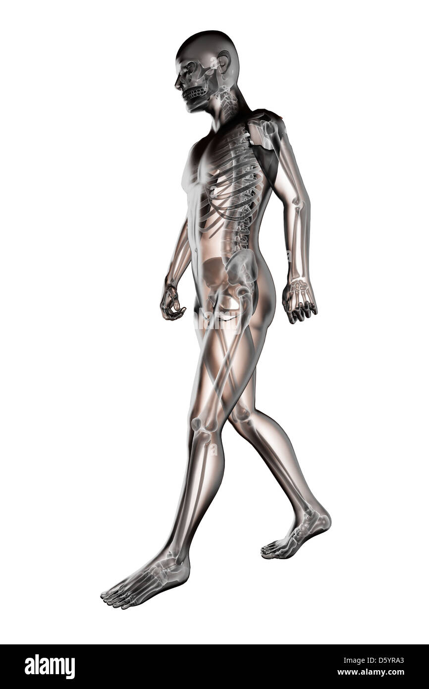 Xray radiography Cut Out Stock Images & Pictures - Alamy