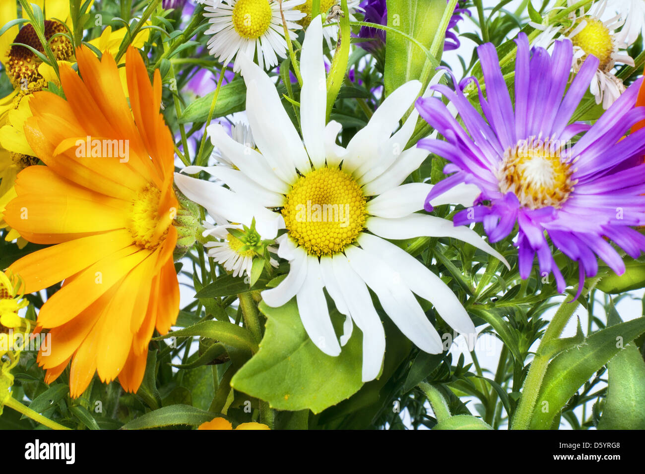 Image garden hi-res stock photography and images - Alamy