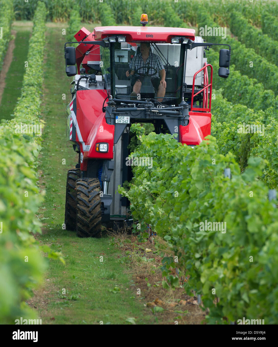 A tractor harvests grapes of the type Sorte Solaris in a vinyard in ...
