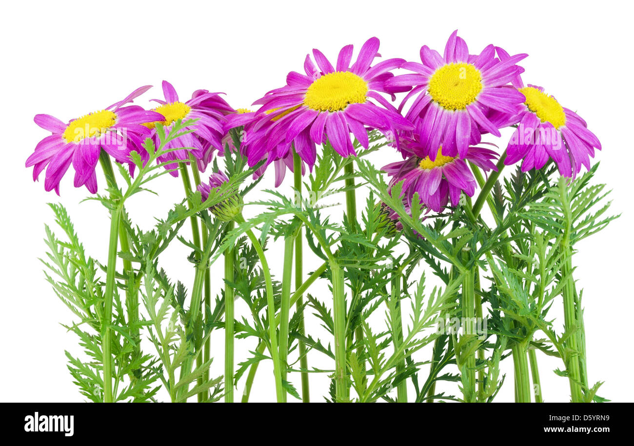 Pink spring daisies border Stock Photo - Alamy