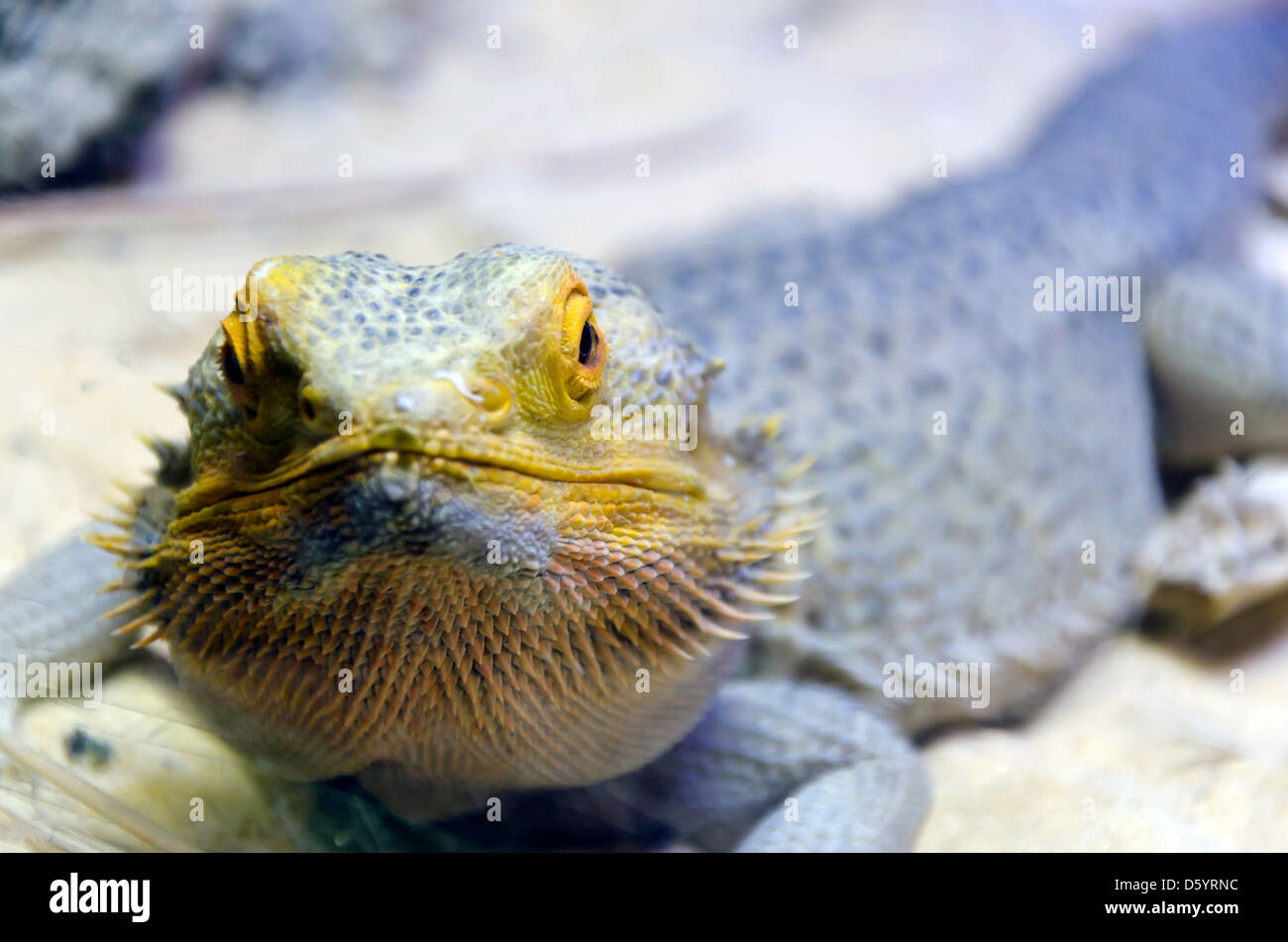 Bearded dragon lizard Stock Photo - Alamy