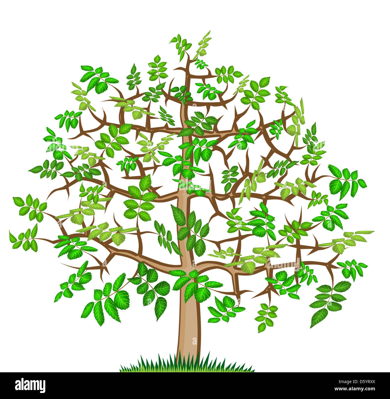 ash lonely tree Stock Photo - Alamy