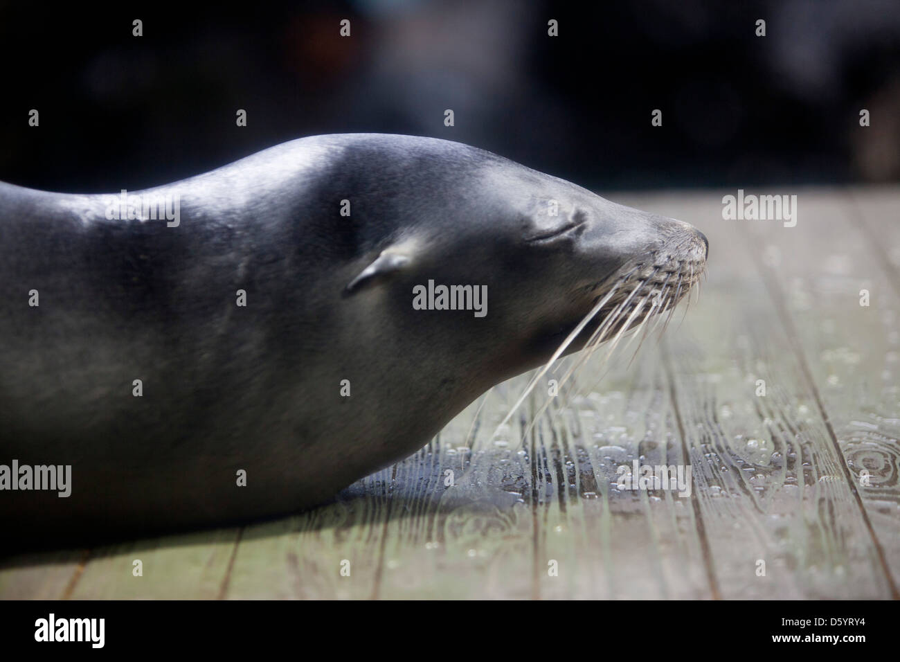 Undomesticated Animals High Resolution Stock Photography and Images - Alamy