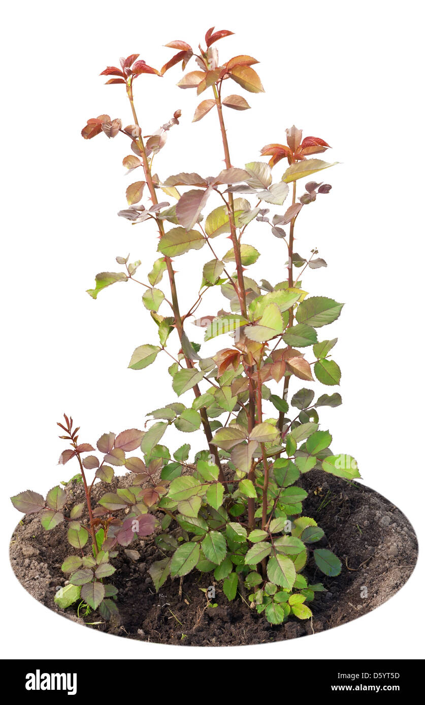 Red garden roses seedlings sprouts Stock Photo - Alamy