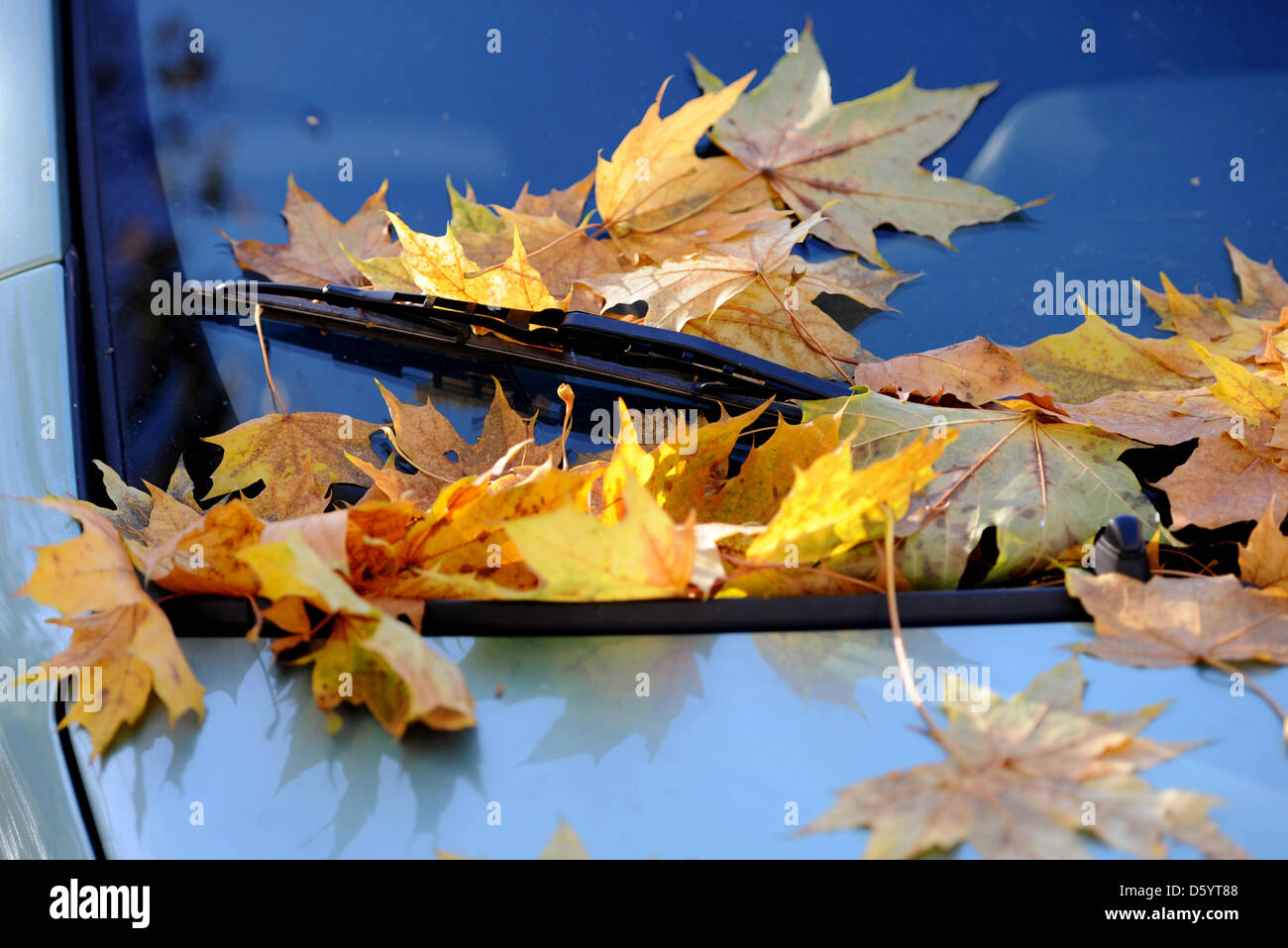 Autumn leaves on a car are pictured in Hamburg, Germany, 30 October ...