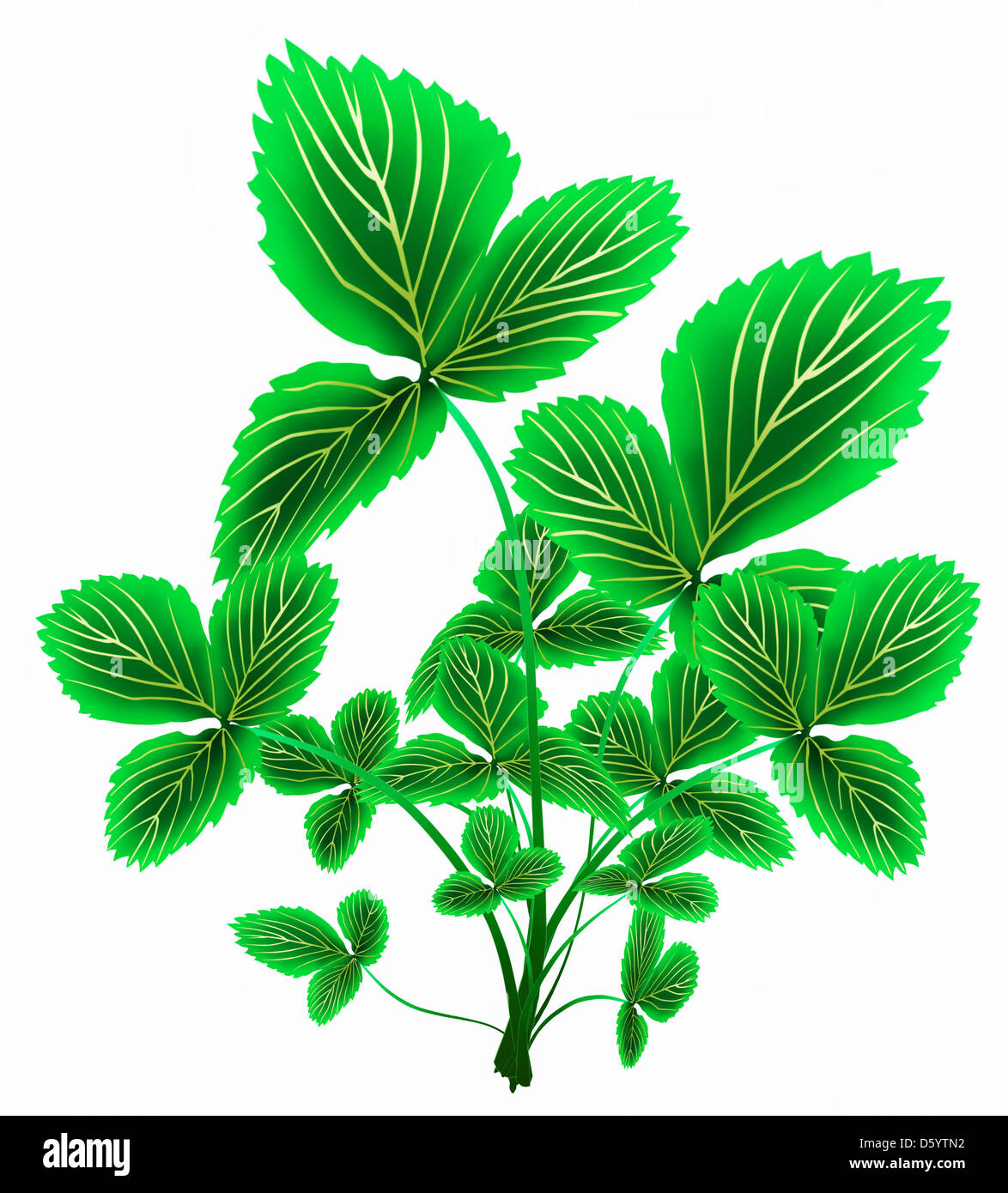 Garden spring plant Cut Out Stock Images & Pictures - Alamy