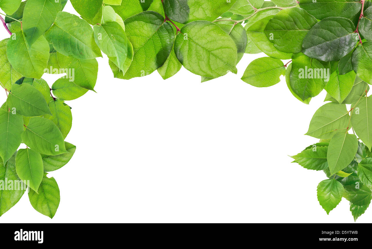 Simple branches hi-res stock photography and images - Alamy