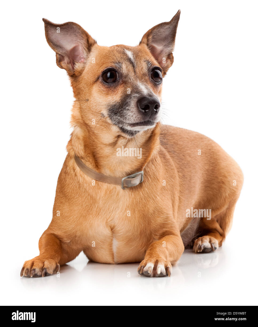 Toyterrier High Resolution Stock Photography and Images - Alamy